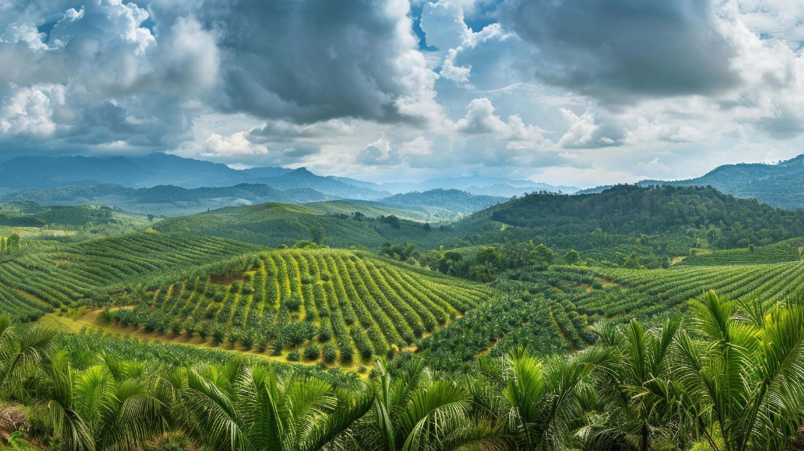 IFS Deforestation Check